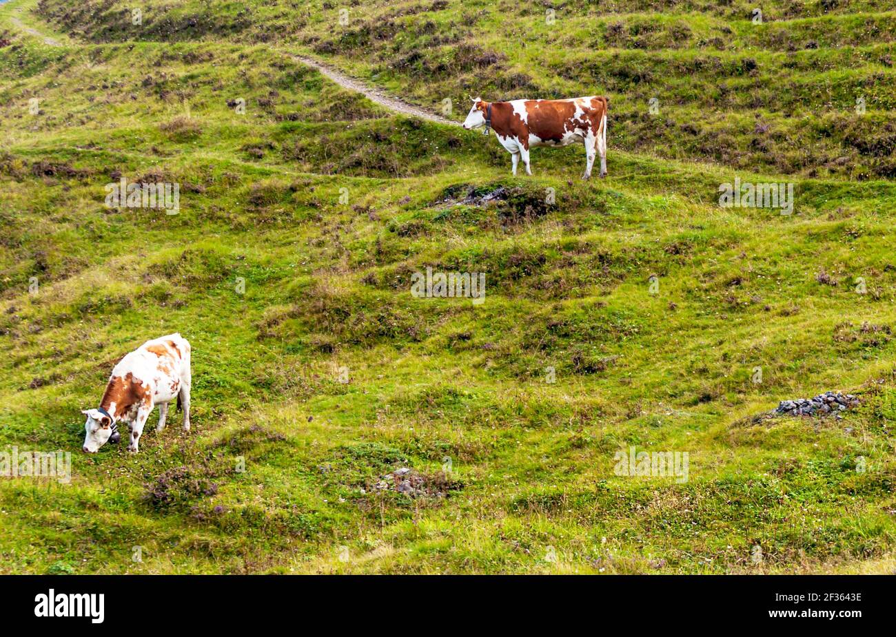 Swiss Farm Cows Interlaken High Resolution Stock Photography and Images ...
