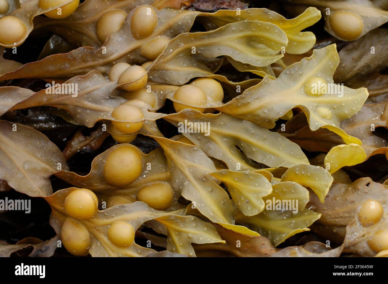 BLADDER WRACK Fucus vesiculosis, Credit:Robert Thompson / Avalon Stock ...