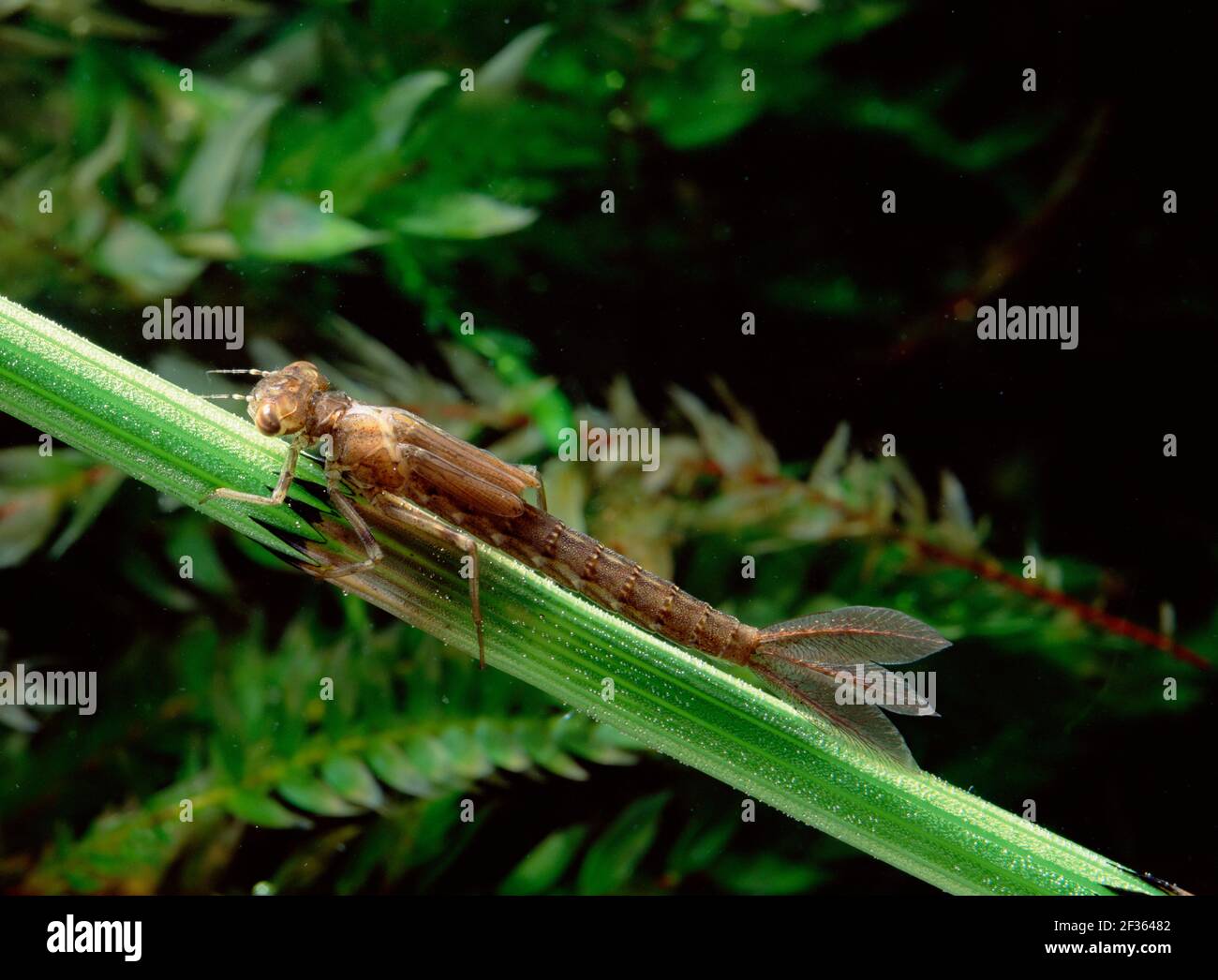 BLUE-TAILED DAMSELFLY Ischnura elegans larva Montiaghs Moss NNR ...