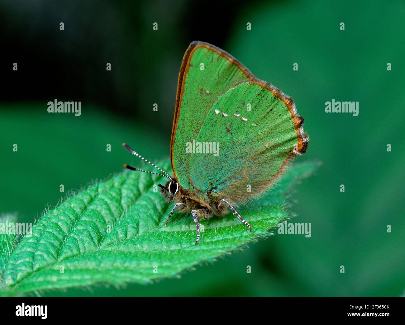 Aghalee hi-res stock photography and images - Alamy