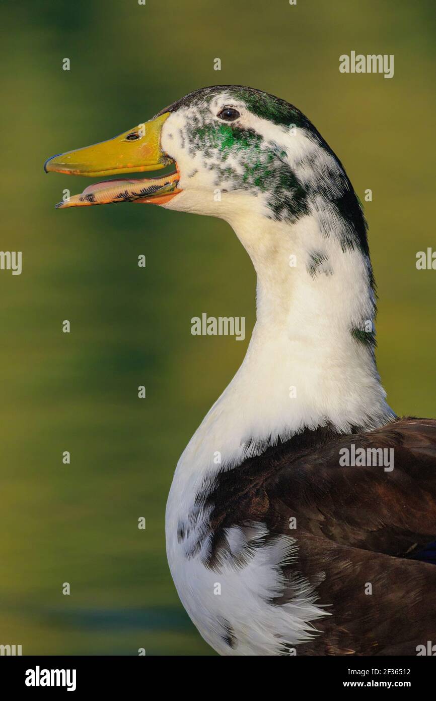 A portrait of a funky duck Stock Photo - Alamy