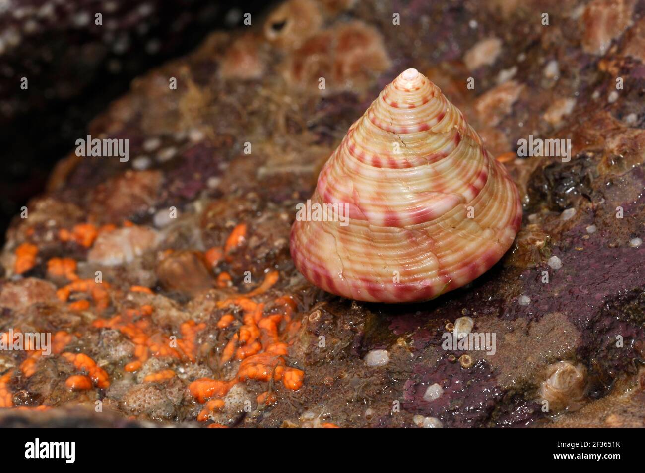 Calliostoma hi-res stock photography and images - Alamy