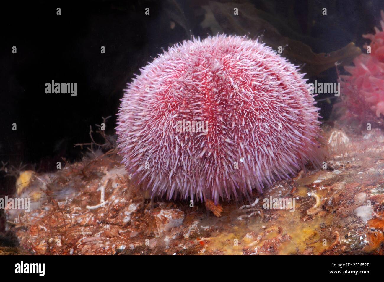 Common sea urchin echinus hi-res stock photography and images - Alamy