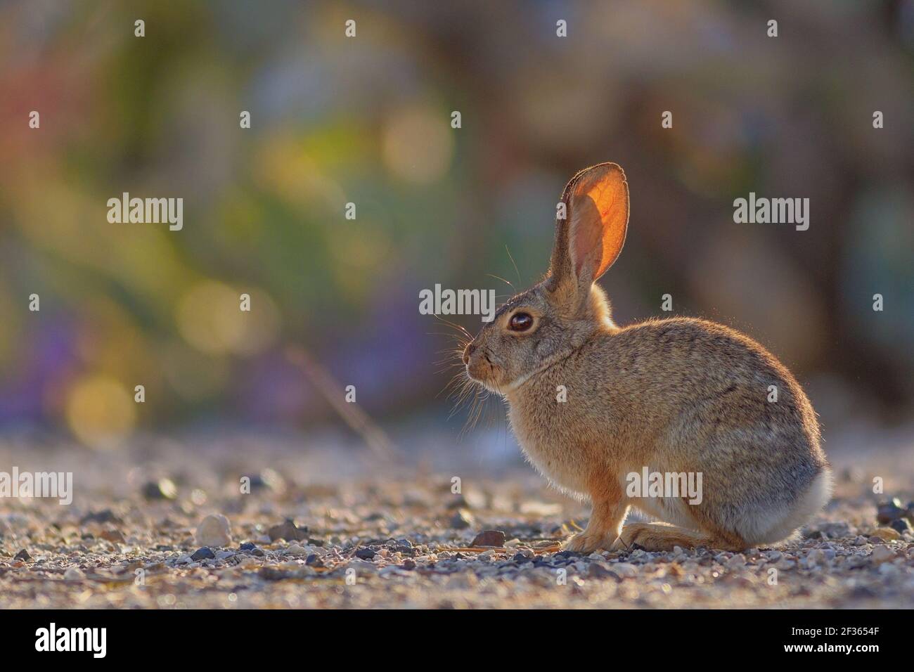 Arizona cottontail hi-res stock photography and images - Alamy