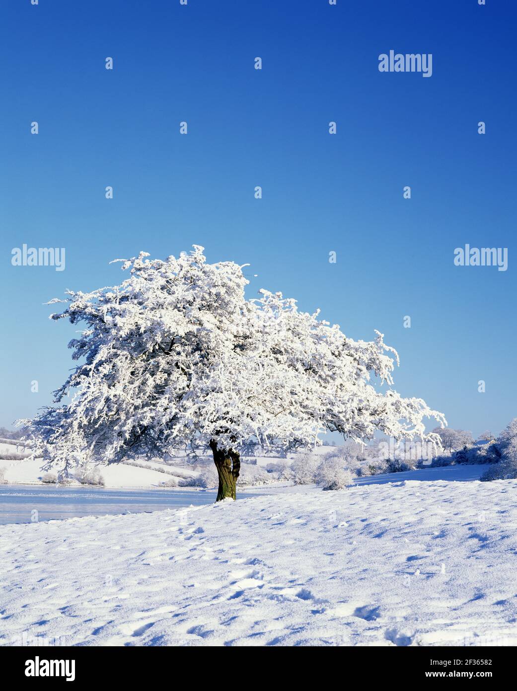 HAWTHORN TREE with snow Crataegus monogyna Corbet Lough near Banbridge ...