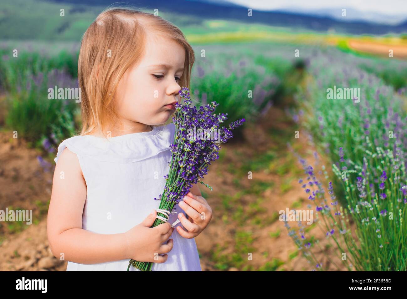 The wonderful aroma of lavender fills the soul with a wonderful feeling ...