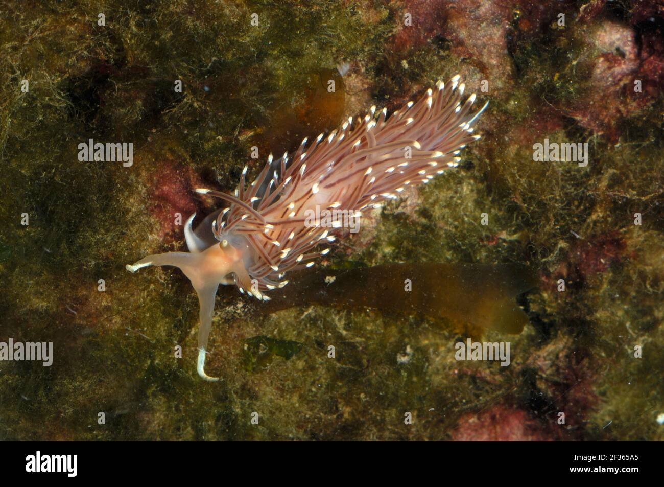 Coryphella hi-res stock photography and images - Alamy