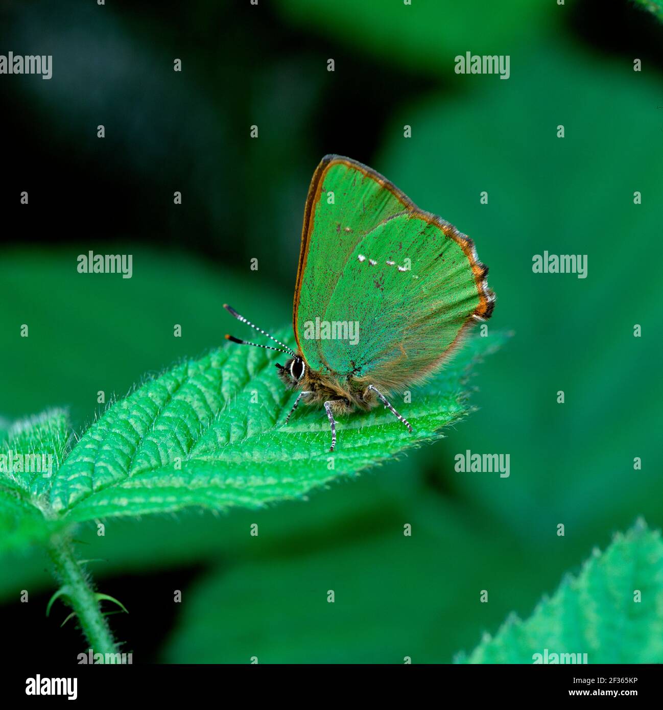 Aghalee hi-res stock photography and images - Alamy