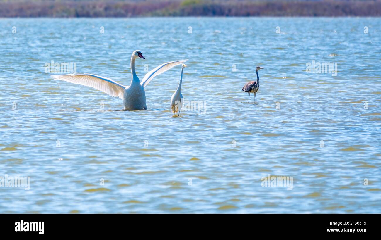 Graceful water birds, white Swan and white and grey herons swimming in ...