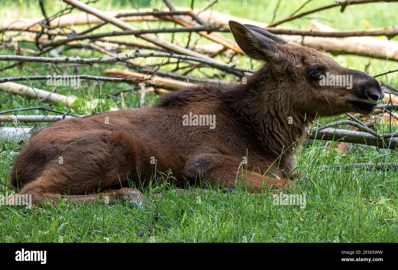 European Moose, Alces alces, also known as the elk. Wild life animal ...