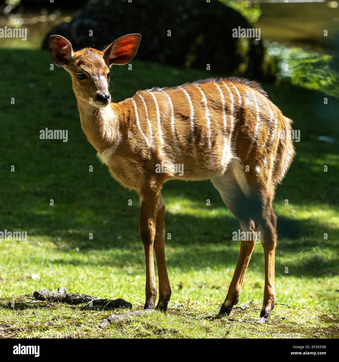 A young baby nyala. Tragelaphus angasii is a spiral-horned antelope ...