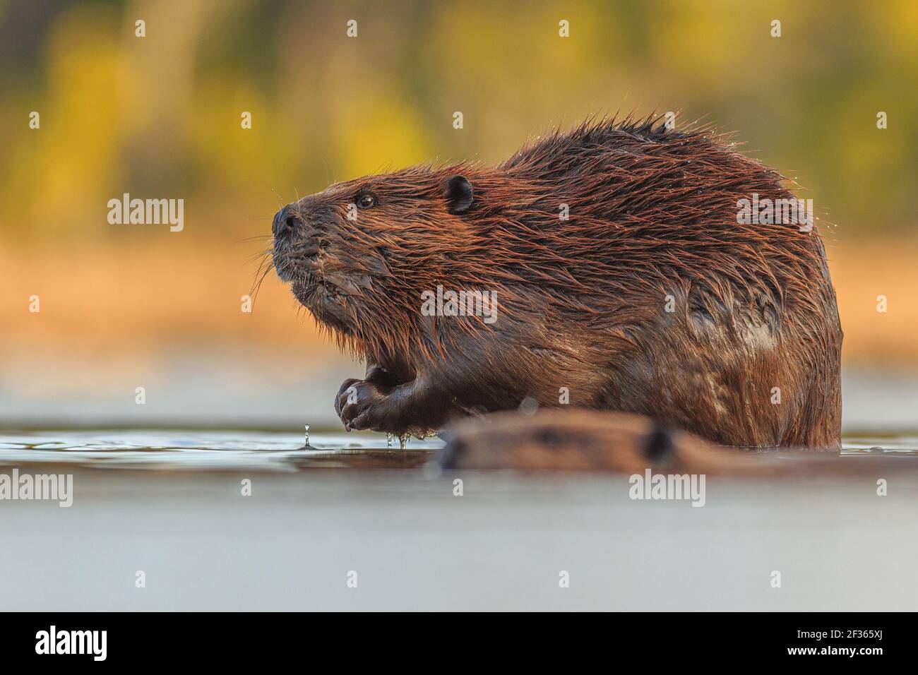 Two Beavers. One on a rock, one swimming Stock Photo - Alamy