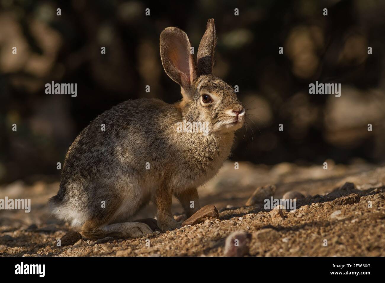A grumpy looking Desert Cottontail Stock Photo - Alamy