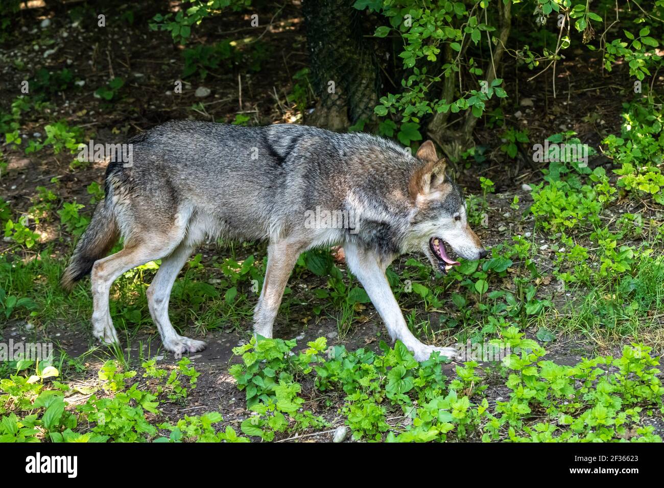 The wolf, Canis lupus, also known as the grey wolf or timber wolf is a ...