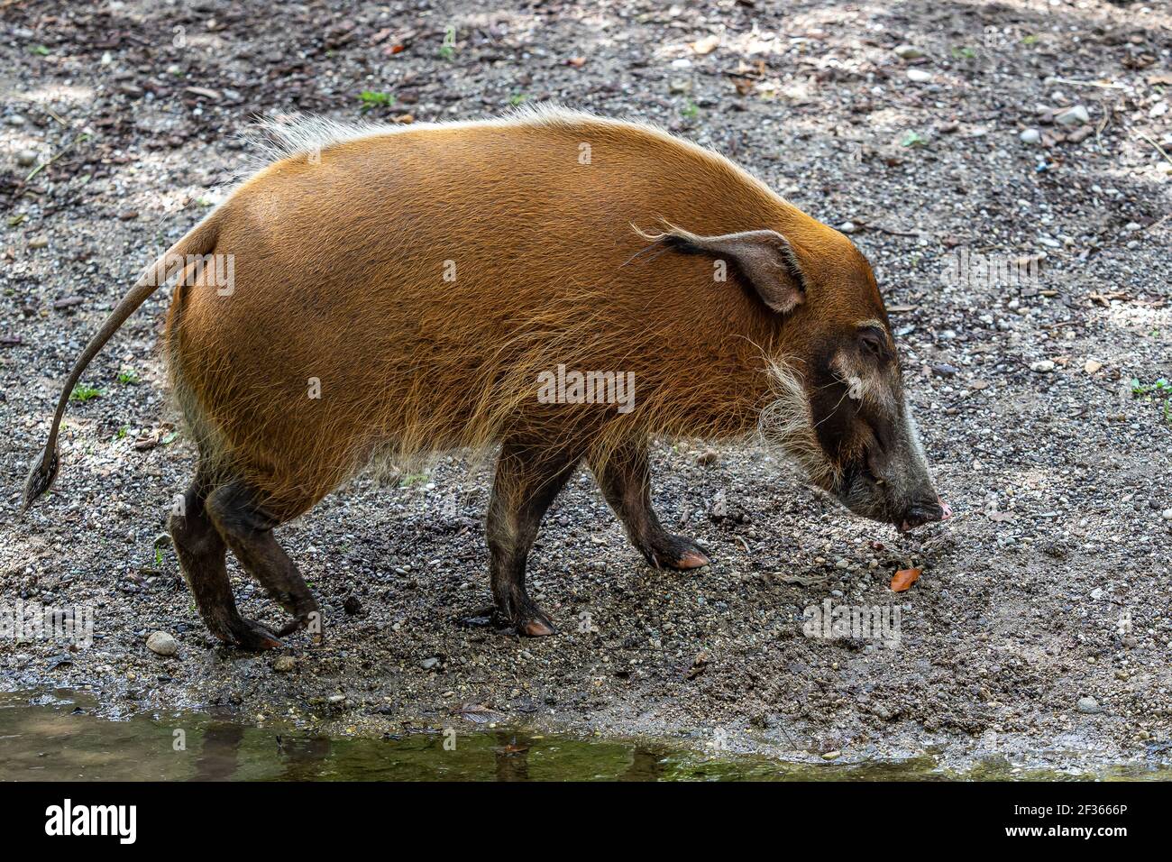 Red river hog, Potamochoerus porcus, also known as the bush pig. This ...