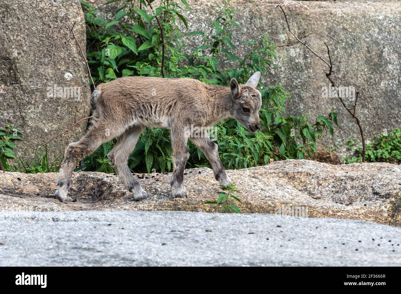 Male mountain ibex - capra ibex in the zoo Stock Photo - Alamy