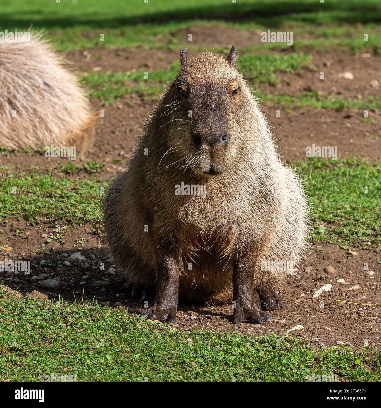 The capybara, Hydrochoerus hydrochaeris is a mammal native to South ...