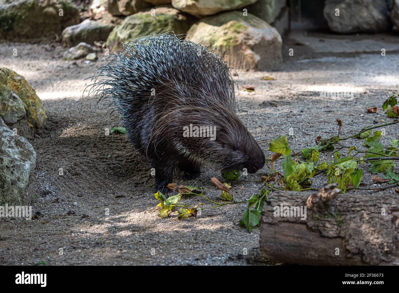 The Indian crested Porcupine, Hystrix indica or Indian porcupine, is a ...