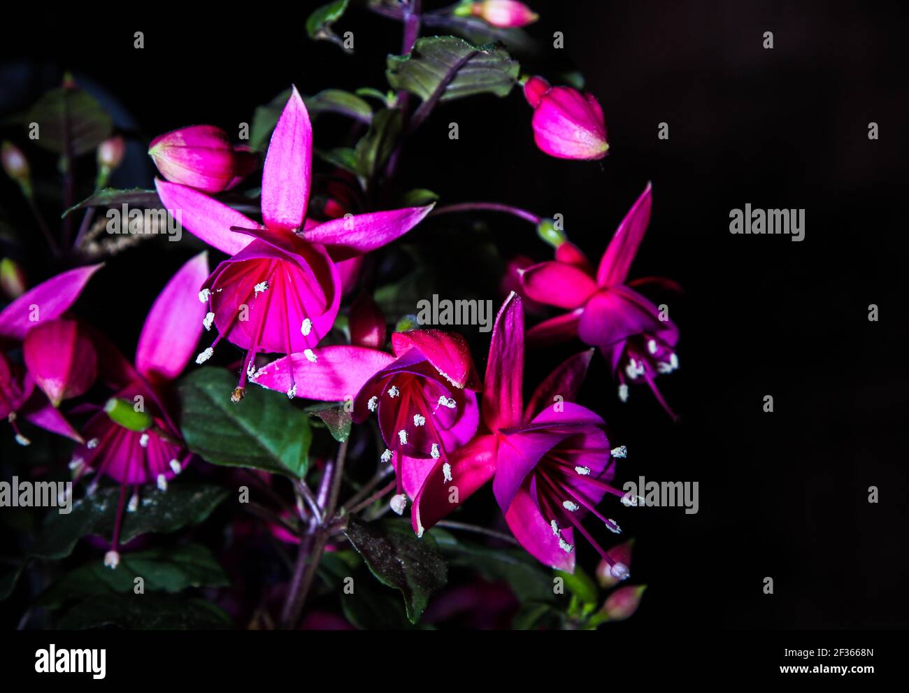 Fuchsia against purple background hi-res stock photography and images ...