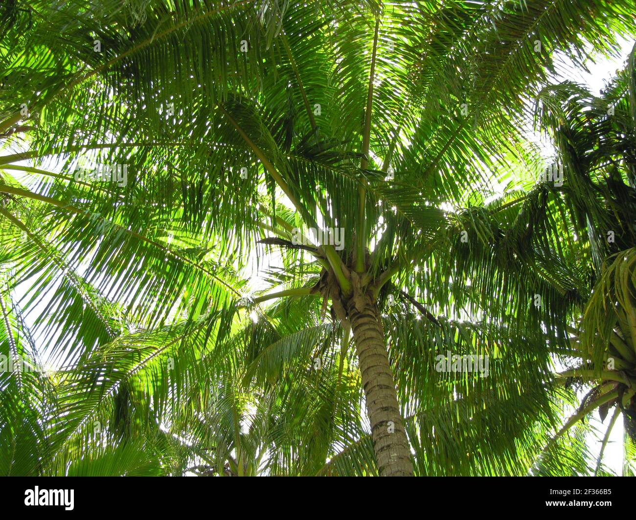 Coconut trees provide a much needed shadow on the tropical islands ...