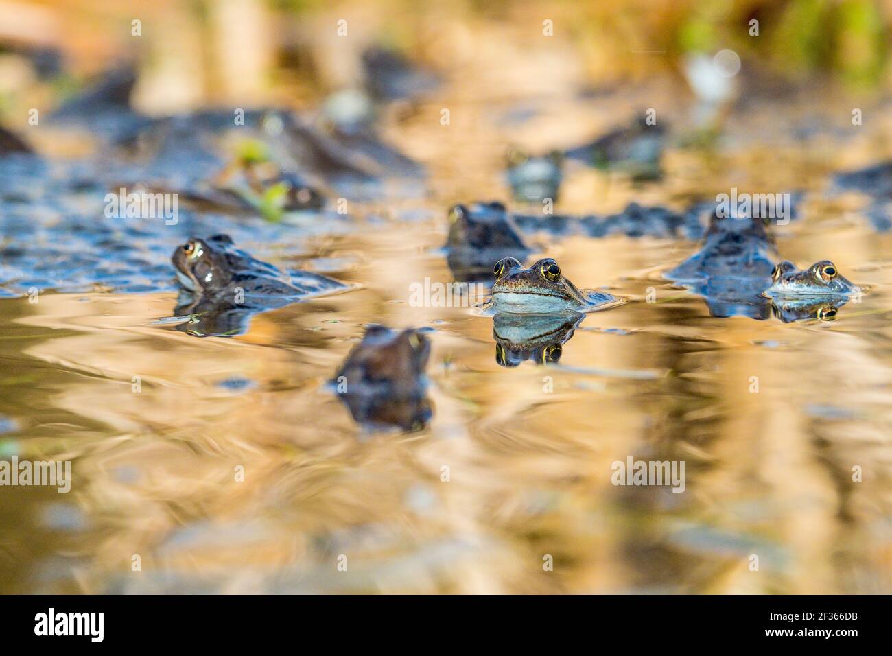 Spawn amphibian wildlife hi-res stock photography and images - Alamy