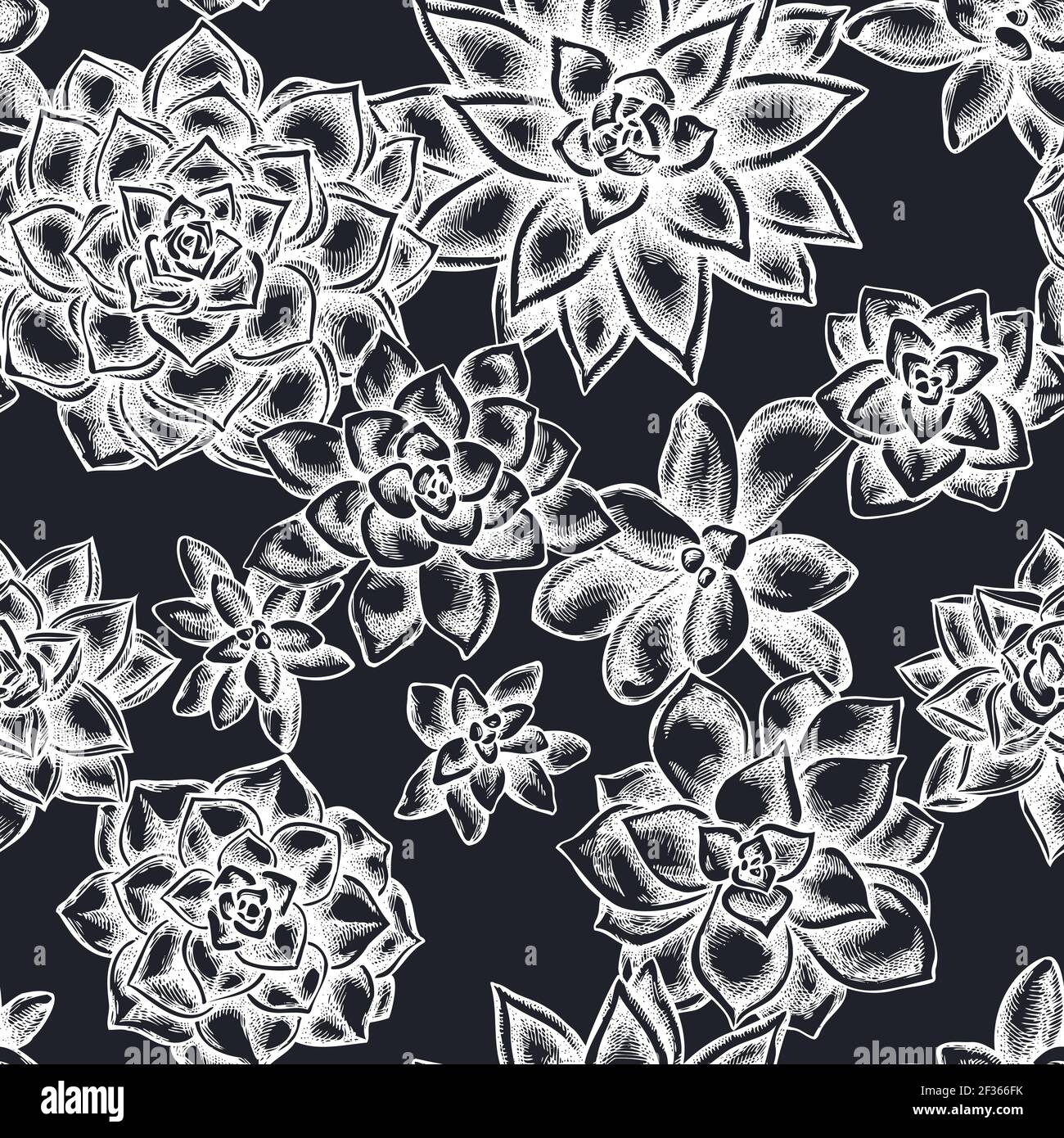 Seamless pattern with hand drawn chalk succulent echeveria Stock Vector ...
