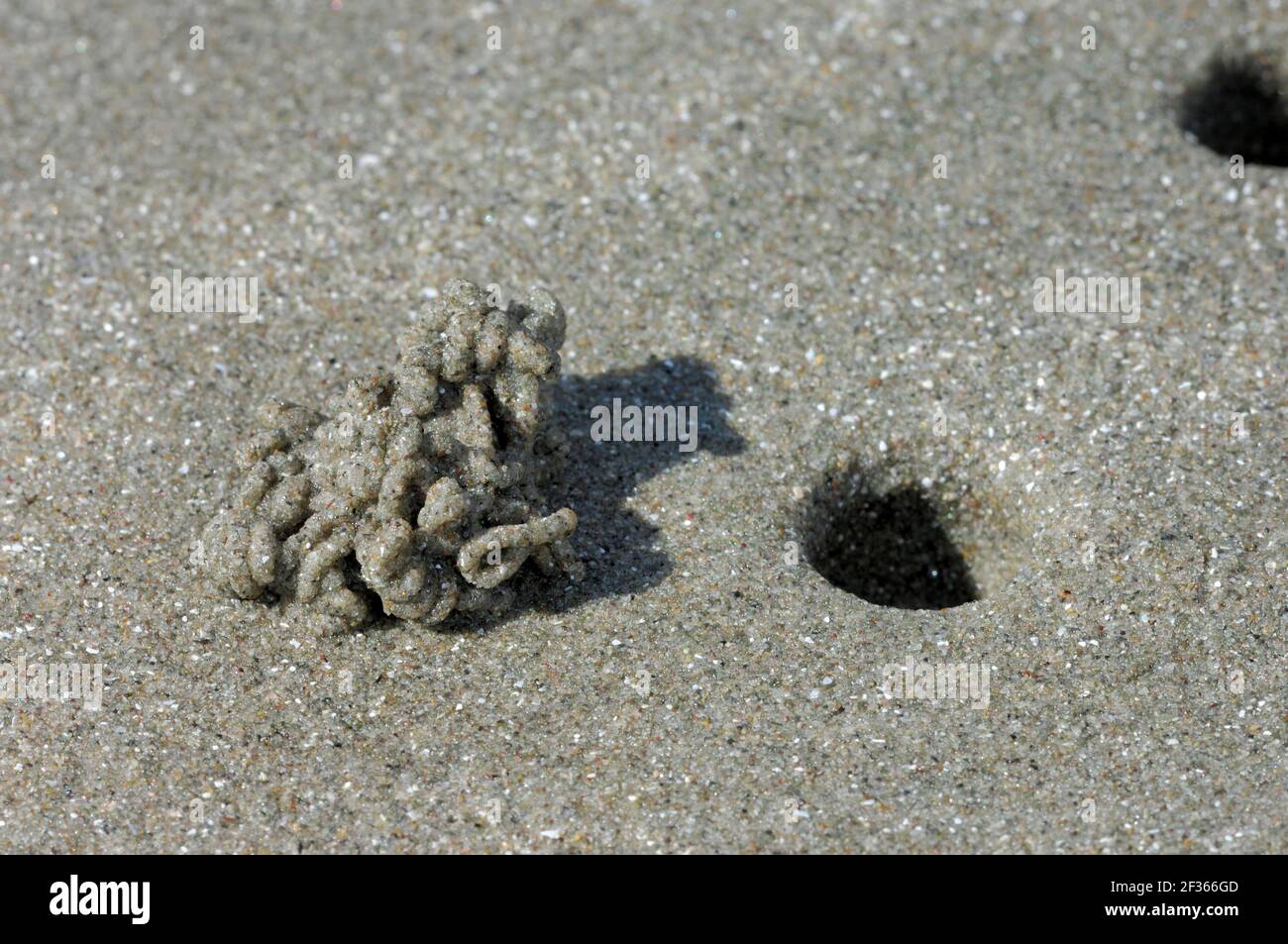 LUGWORM Arenicola marina Cast and burrow, Credit:Robert Thompson ...