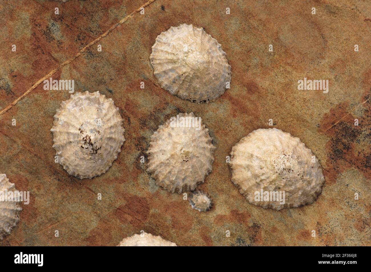 COMMON LIMPETS Patella vulgata Ballyhenry Point, Strangford Lough ...