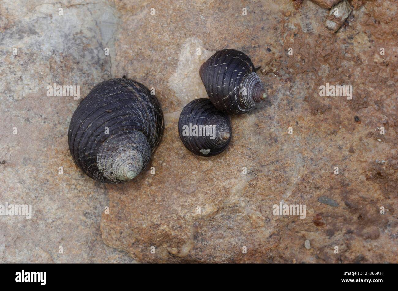 ROUGH PERIWINKLE Littorina compressa Ballyhenry Point, Strangford Lough ...