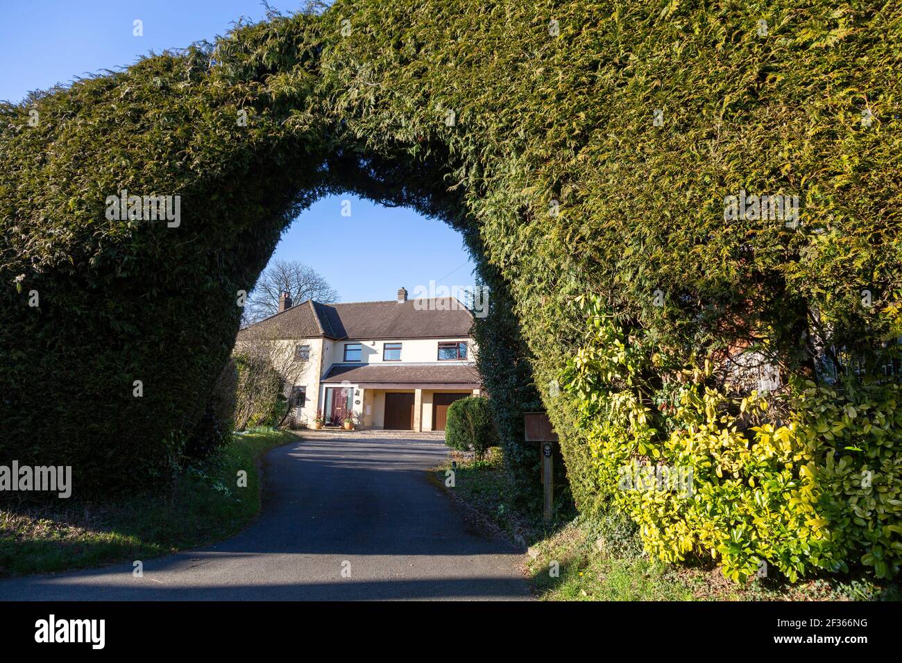 Large hedge forming arched entrance to drive and home, Cherhill ...