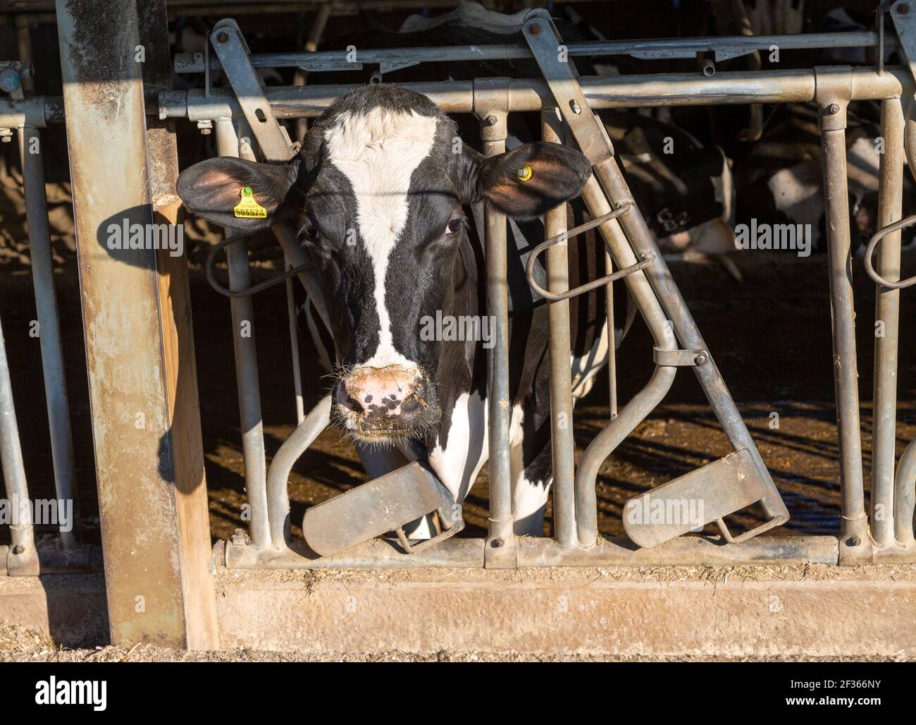 Head of cow metal grill in barn over winter feed outside, Cherhill ...