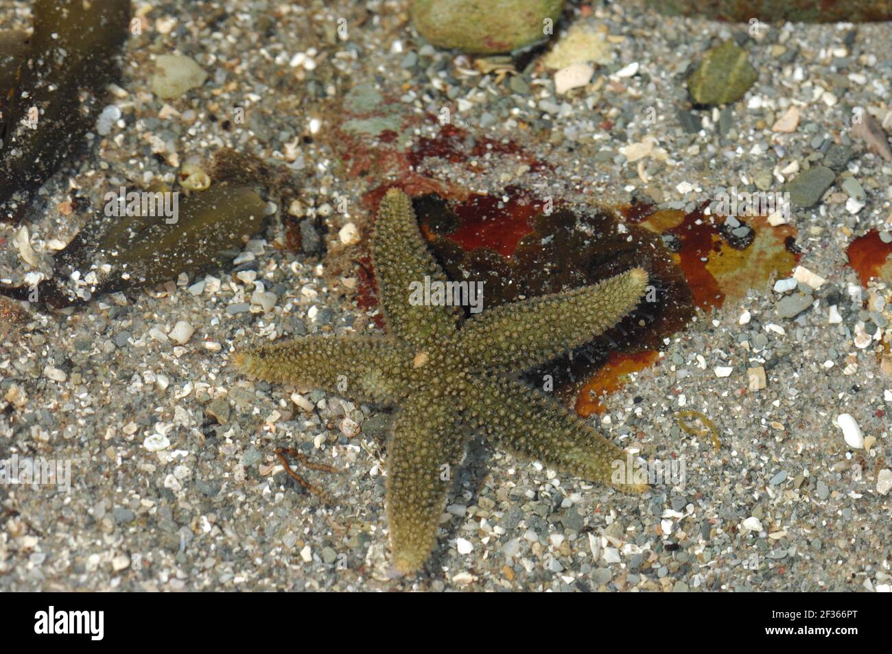 British underwater marine life starfish hi-res stock photography and ...
