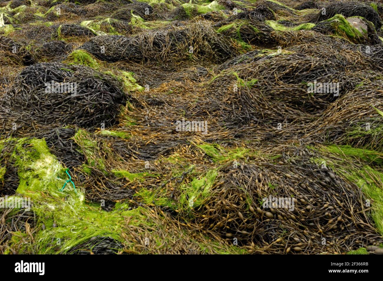 Knotted wrack algae hi-res stock photography and images - Alamy