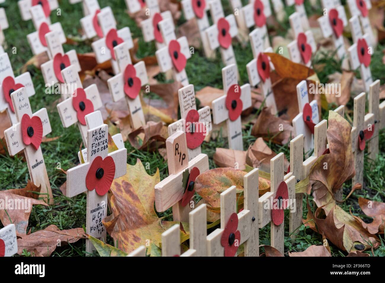 Field of Remembrance on Westminster Abbey grounds, leaf fallen in rows ...