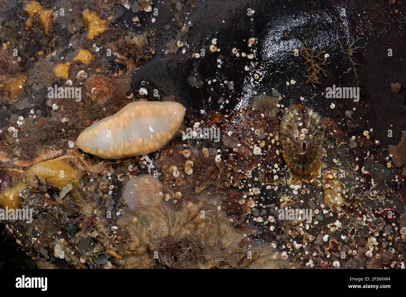 Saltwater Limpet High Resolution Stock Photography and Images - Alamy