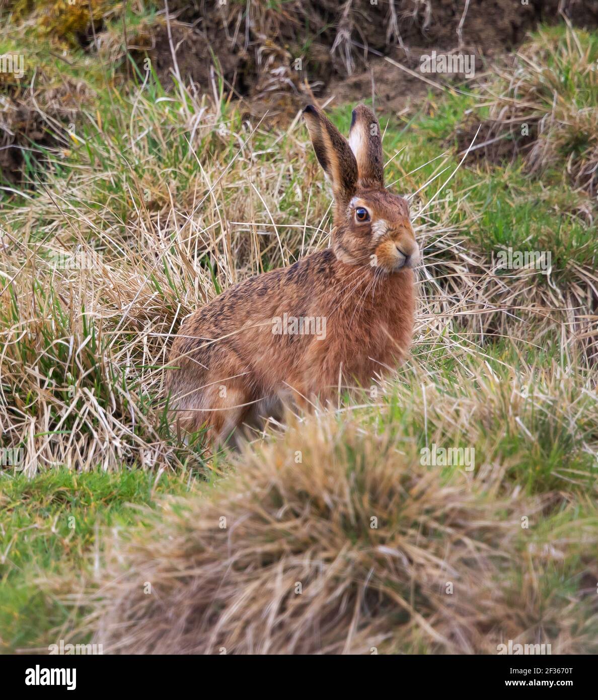 Female brown hare hi-res stock photography and images - Alamy