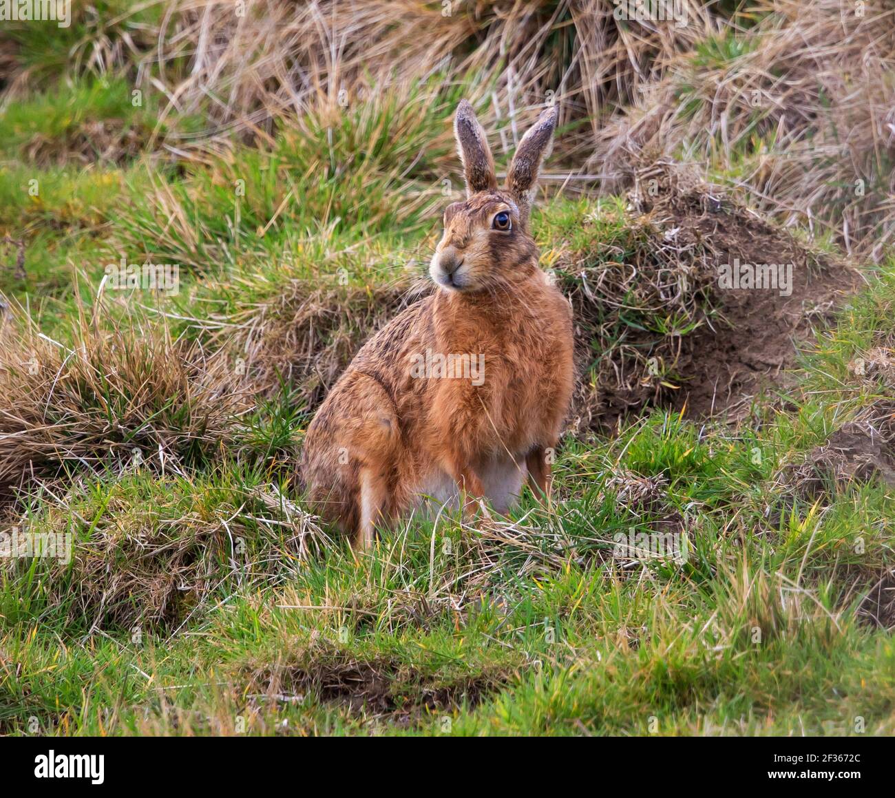 Female brown hare hi-res stock photography and images - Alamy
