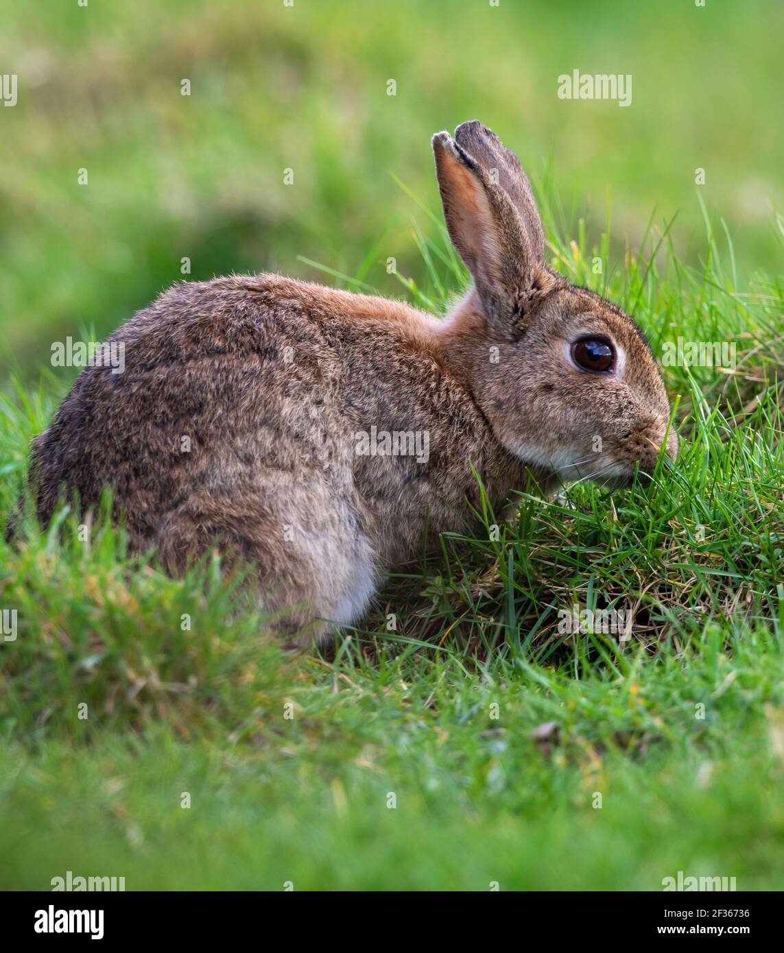 Young Rabbit in a patch of grass Stock Photo - Alamy