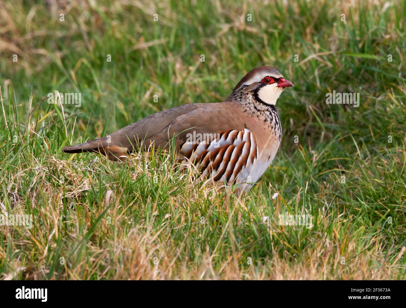French Partridge in the grass Stock Photo - Alamy