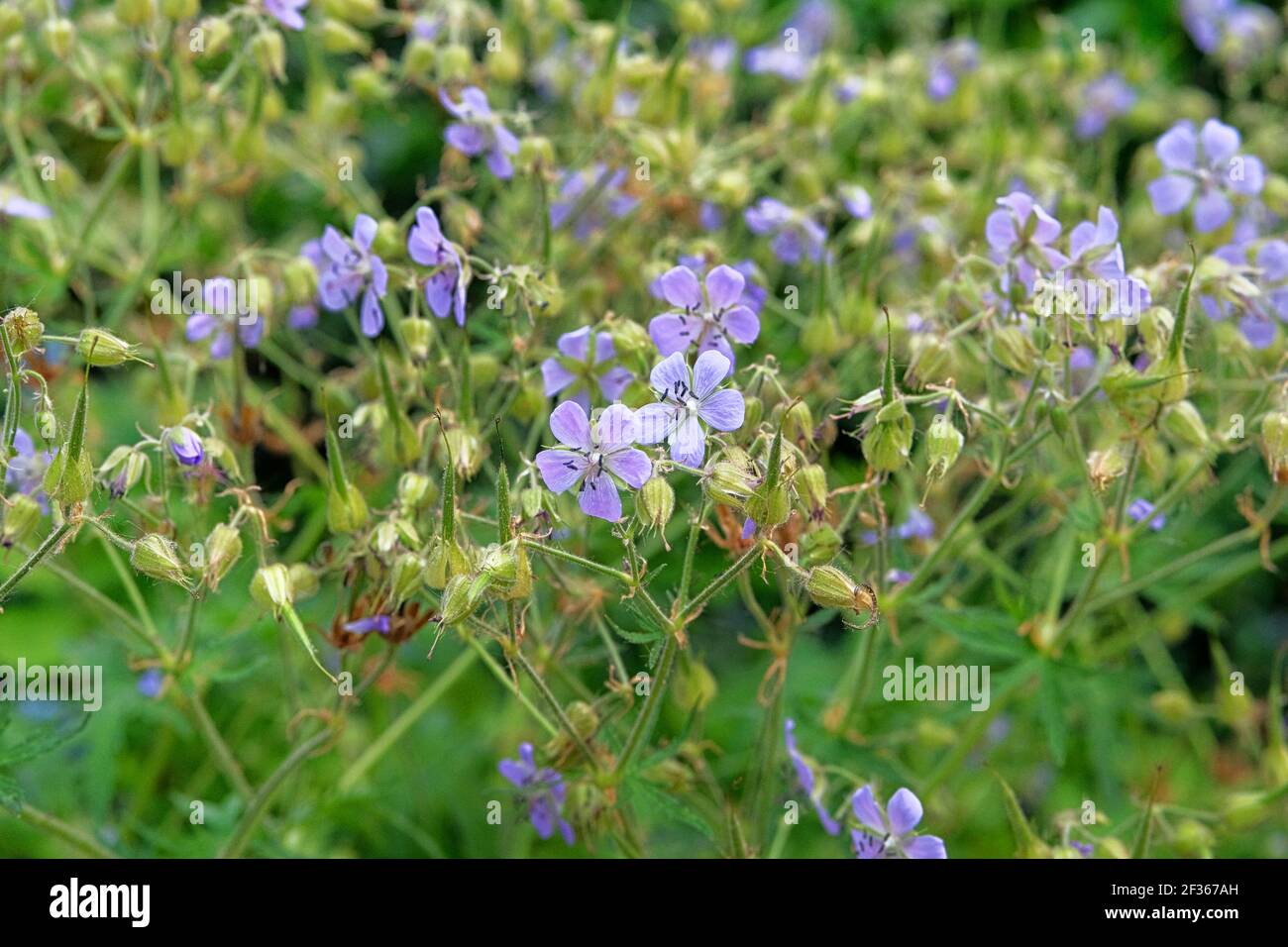 Little landscape hi-res stock photography and images - Alamy