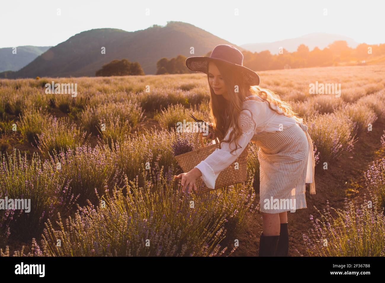 The extraordinary day on a lavender plantation Stock Photo - Alamy