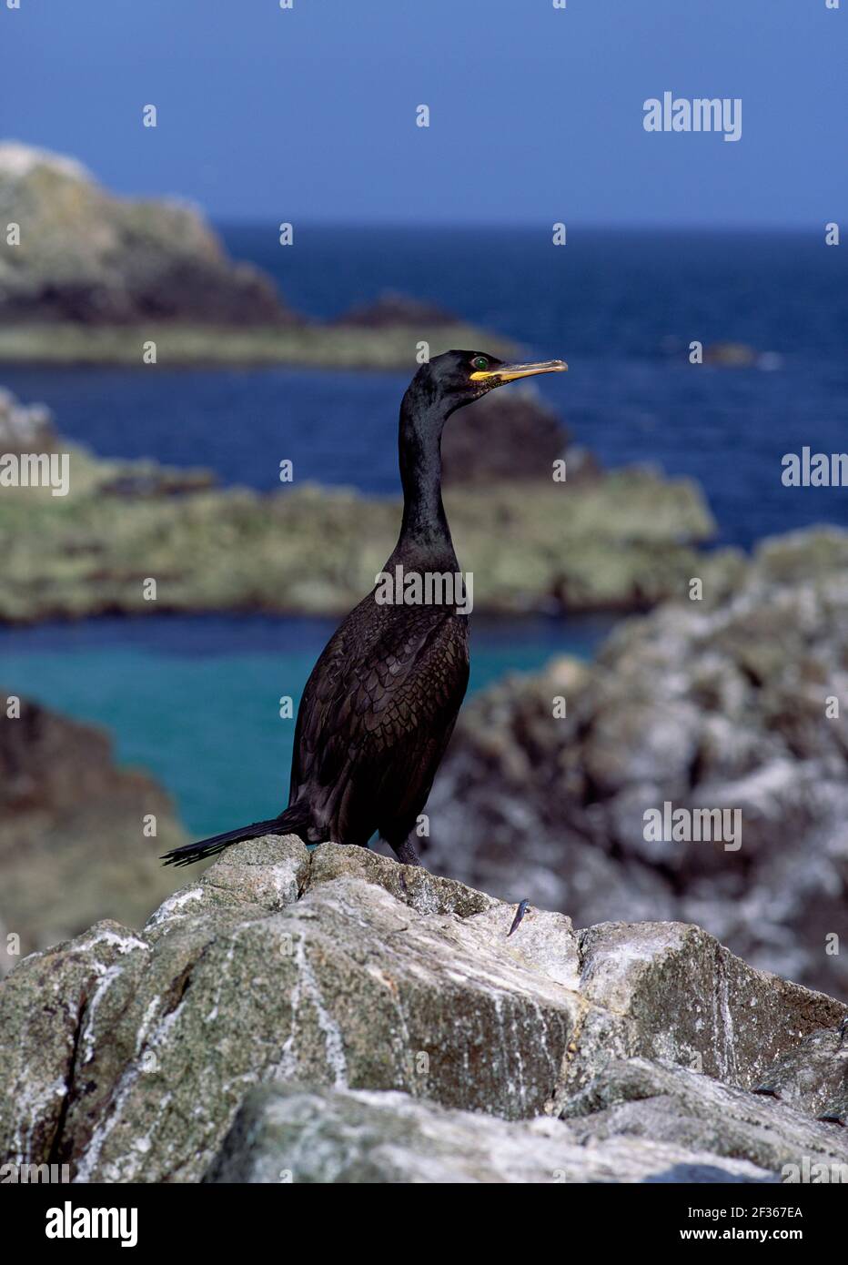 Shags northern ireland hi-res stock photography and images - Alamy