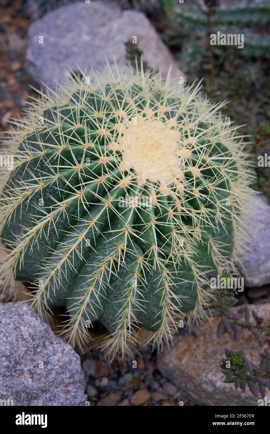 Rockery in the garden with stones and Echinocactus grusonii, close up ...