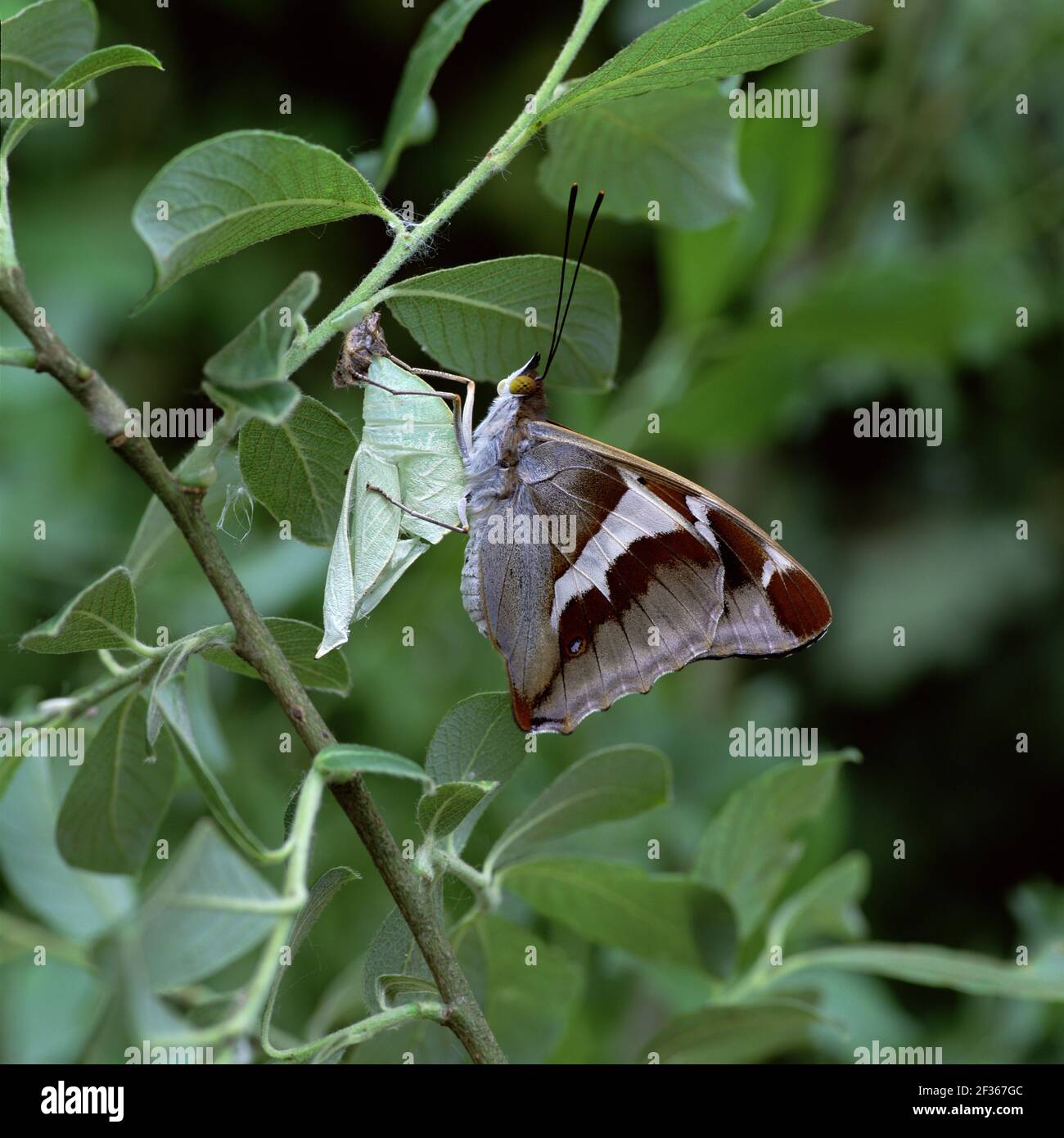 Purple emperor butterfly pupae apatura hi-res stock photography and ...