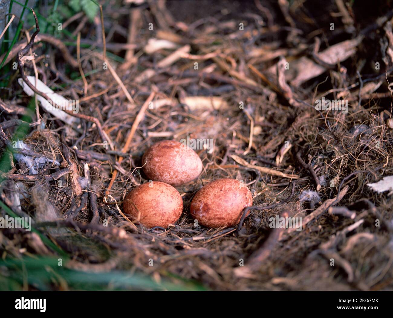 Peregrine Falcon Nest With Eggs
