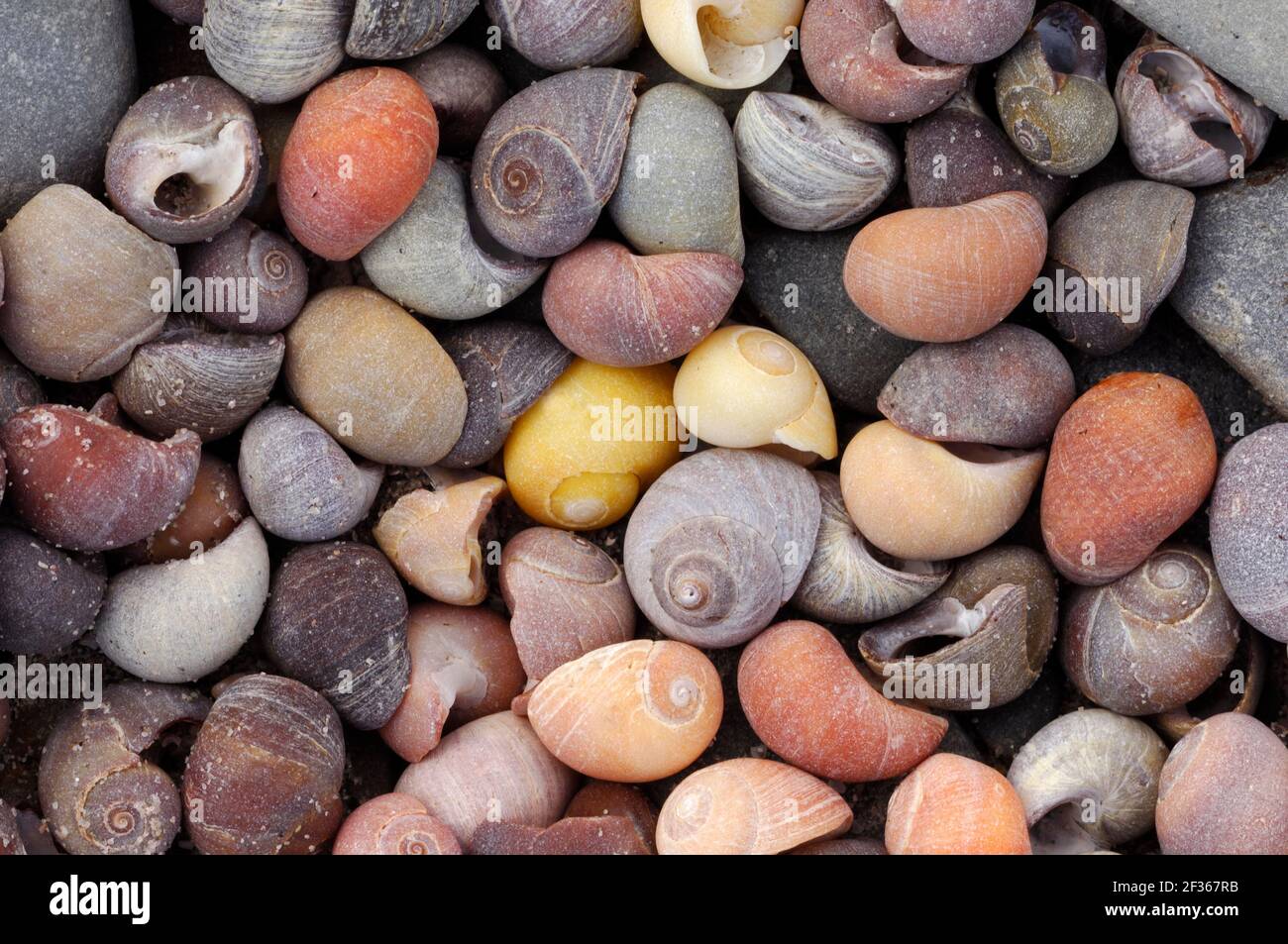 SMOOTH PERIWINKLES Littorina littoralis, Credit:Robert Thompson ...