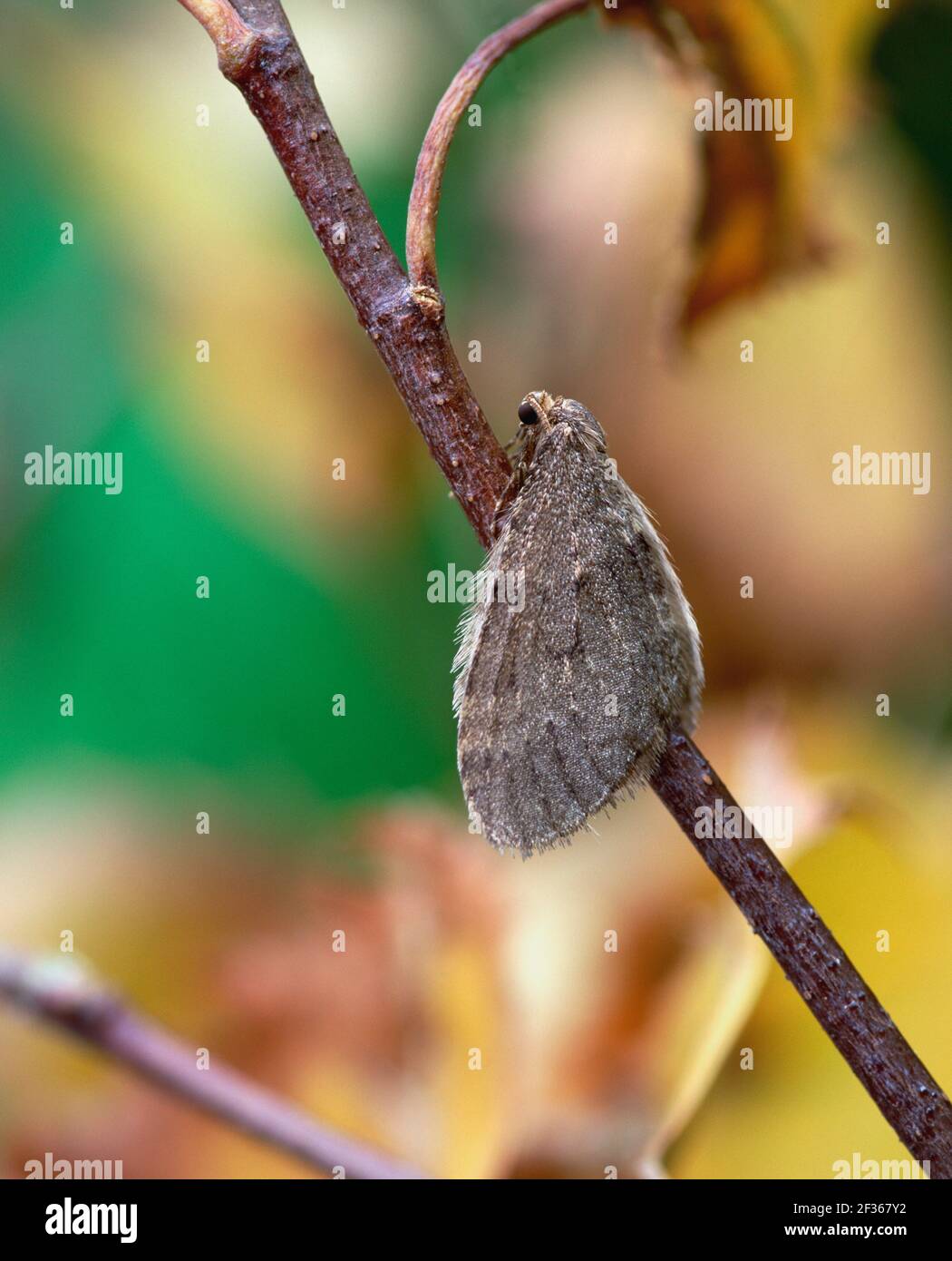 Operophtera brumata hi-res stock photography and images - Alamy