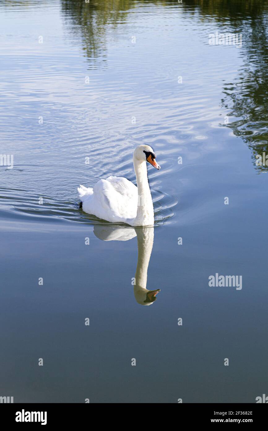 Swan scenery hi-res stock photography and images - Alamy