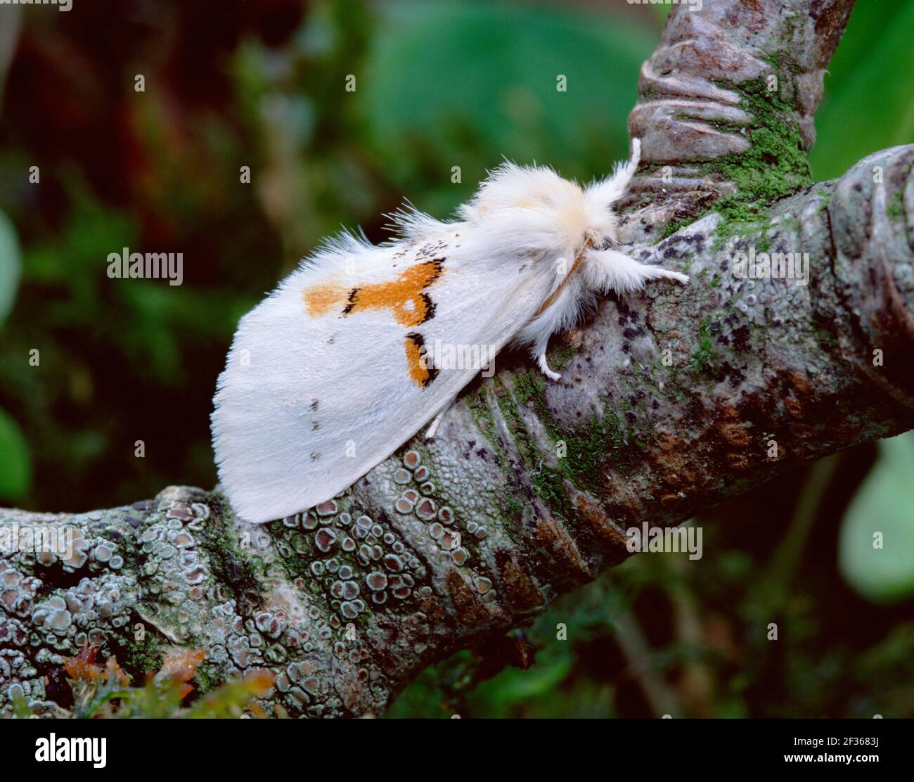 Leucodonta hi-res stock photography and images - Alamy