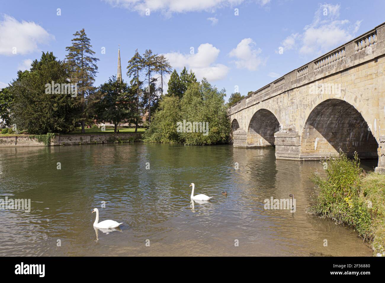 River thames at wallingford swans hi-res stock photography and images ...